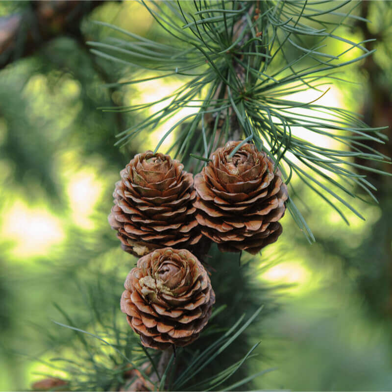 Seeds of Japanese Larch - LARIX KAEMPFERI - The Original Garden
