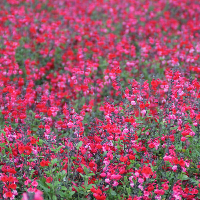 Plantes de SALVIA MICROPHYLLA - Sauge à petites feuilles - T.O.G