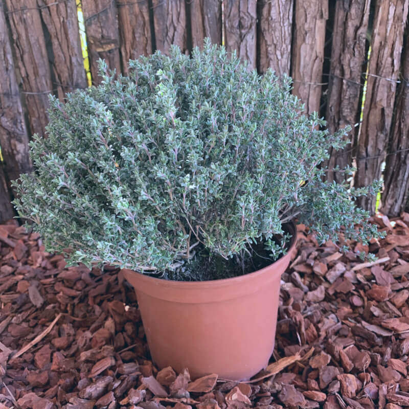 Plants of THYMUS VULGARIS ’Compactus’ - Thyme - The Original Garden