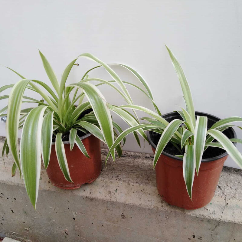 Plantas de Cintas, Clorofito - CHLOROPHYTUM COMOSUM - T.O.G