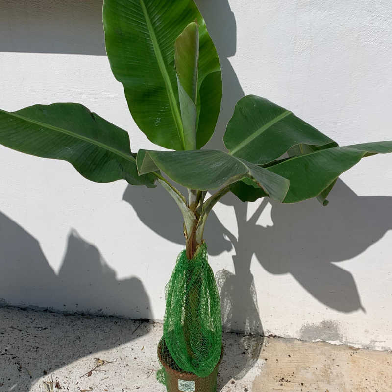 Plants of Cavendish Banana - MUSA ACUMINATA Dwarf Cavendish - T.O.G