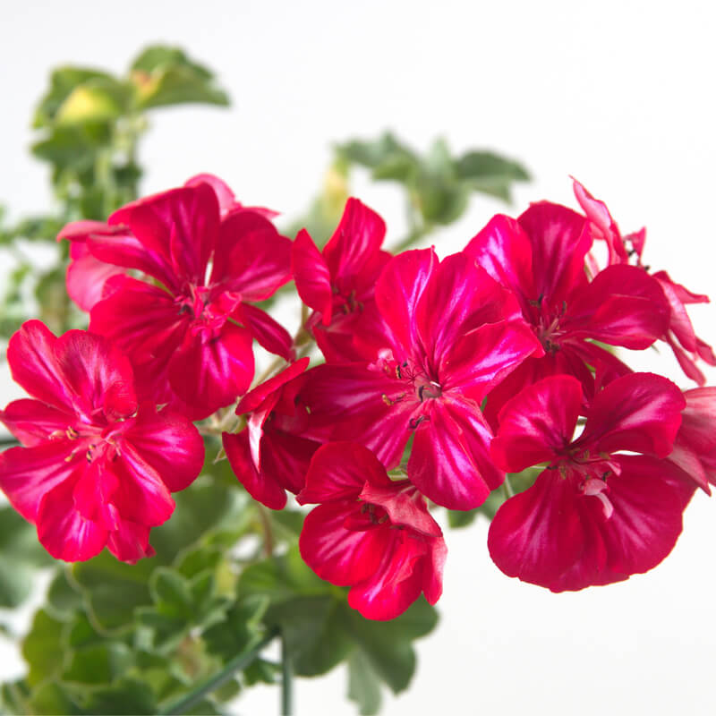 Plantas de Gitanilla, Geranio de hiedra - PELARGONIUM PELTATUM - T.O.G