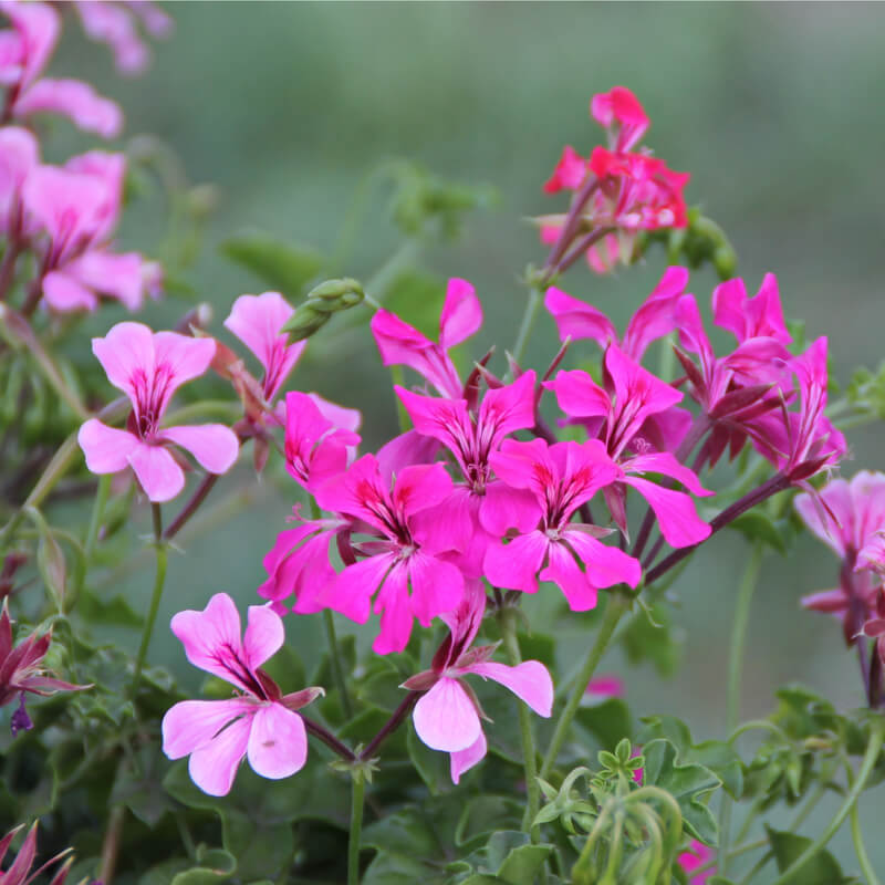 Plantas de Gitanilla, Geranio de hiedra - PELARGONIUM PELTATUM - T.O.G