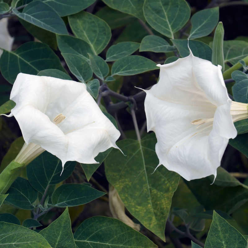 Plantas de Trompeta del diablo - DATURA METEL - The Original Garden