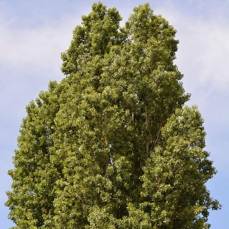 Plants of Italian Poplar - POPULUS NIGRA ITALICA - T.O.G