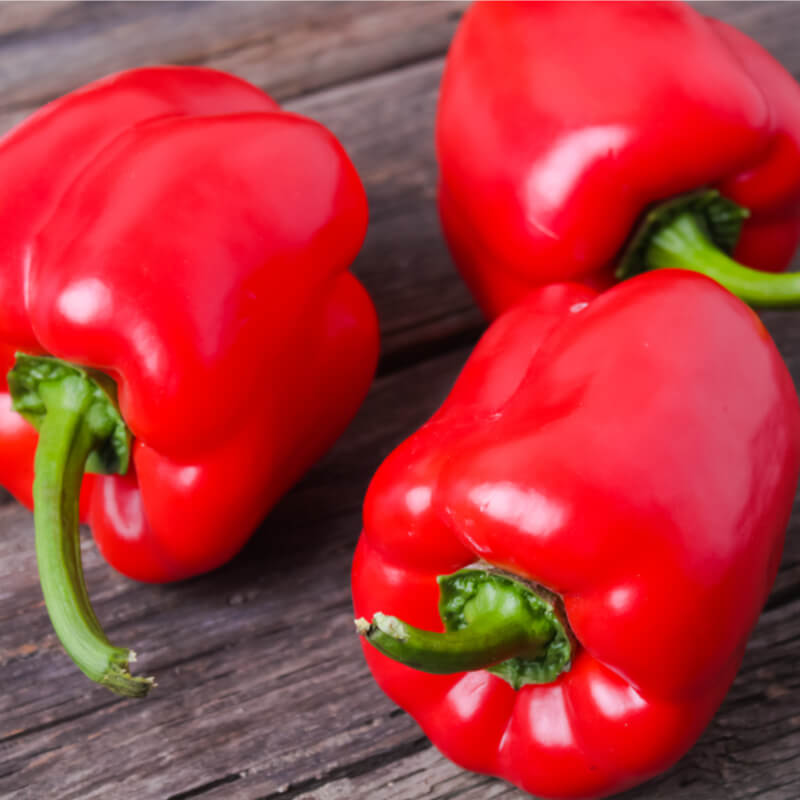Plantas de PIMIENTO DULCE ROJO - CAPSICUM ANNUUM - T.O.G