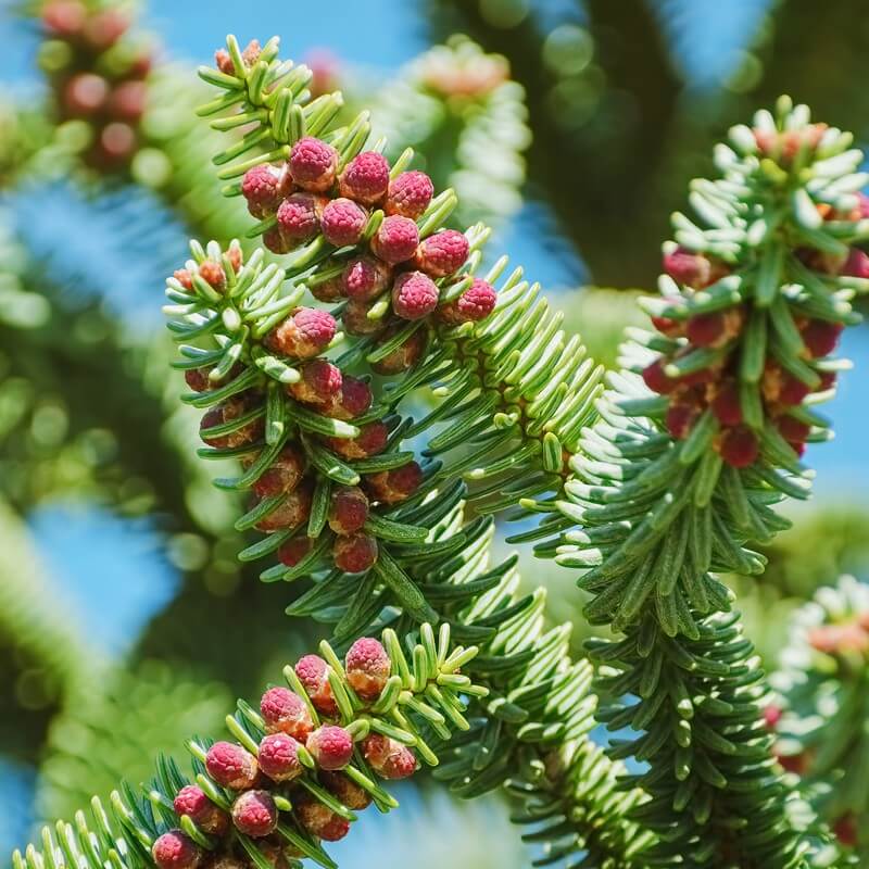Plantas de Pinsapo - ABIES PINSAPO - The Original Garden