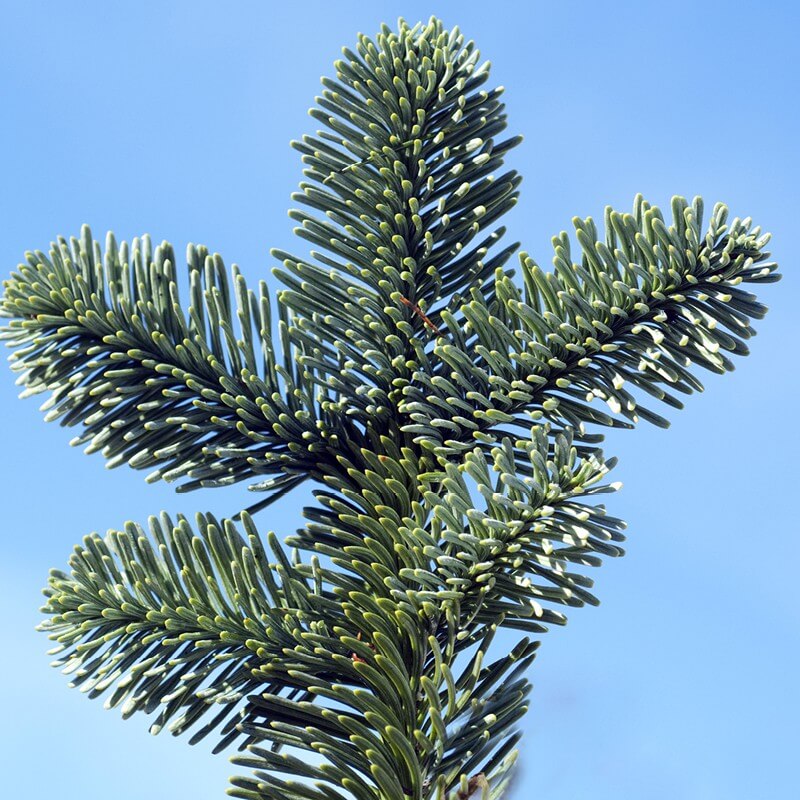 Seeds of Noble Fir - ABIES PROCERA - The Original Garden