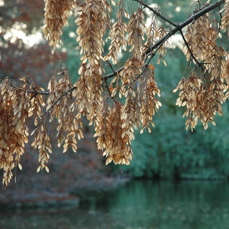 Seeds of ACER NEGUNDO - Box Elder - The Original Garden