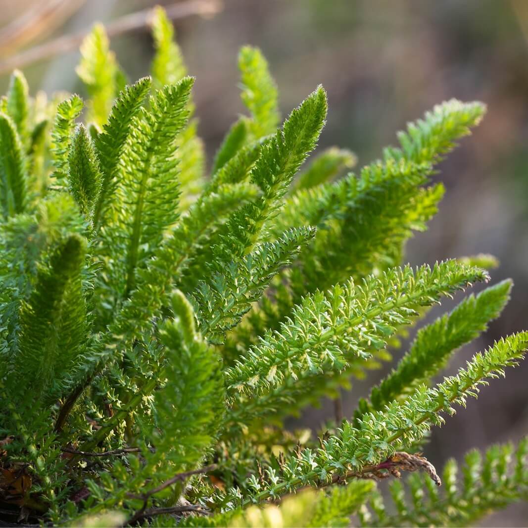 Seeds of Common Yarrow - ACHILLEA MILLEFOLIUM - The Original Garden