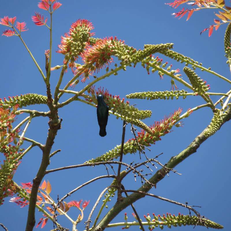 Seeds of ACROCARPUS FRAXINIFOLIUS - Pink Cedar - The Original Garden