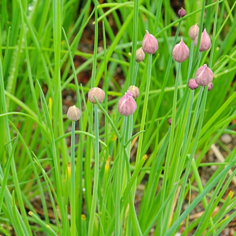 Plantas de Cebollino - ALLIUM SCHOENOPRASUM - The Original Garden
