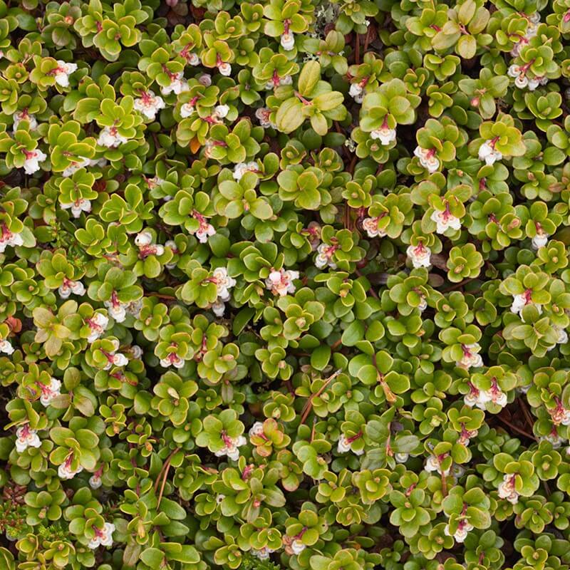 Plantas de Gayuba - ARCTOSTAPHYLLOS UVA-URSI - The Original Garden
