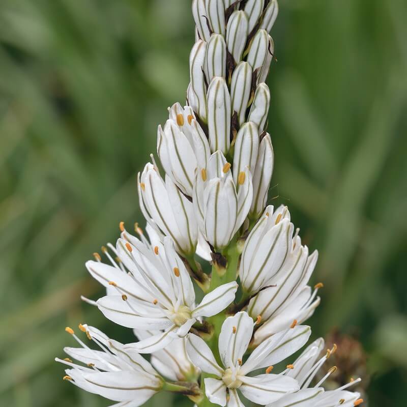 Asphodel Flower
