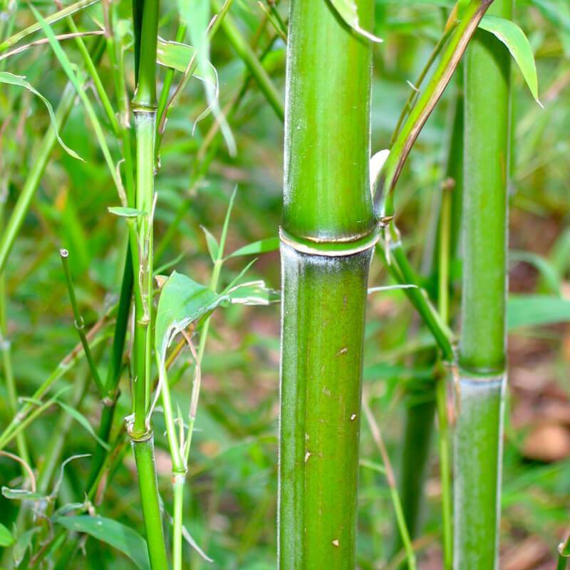 Floral & Garden Crafts Gardening & Plants Edible Bamboo 'Bambusa ...