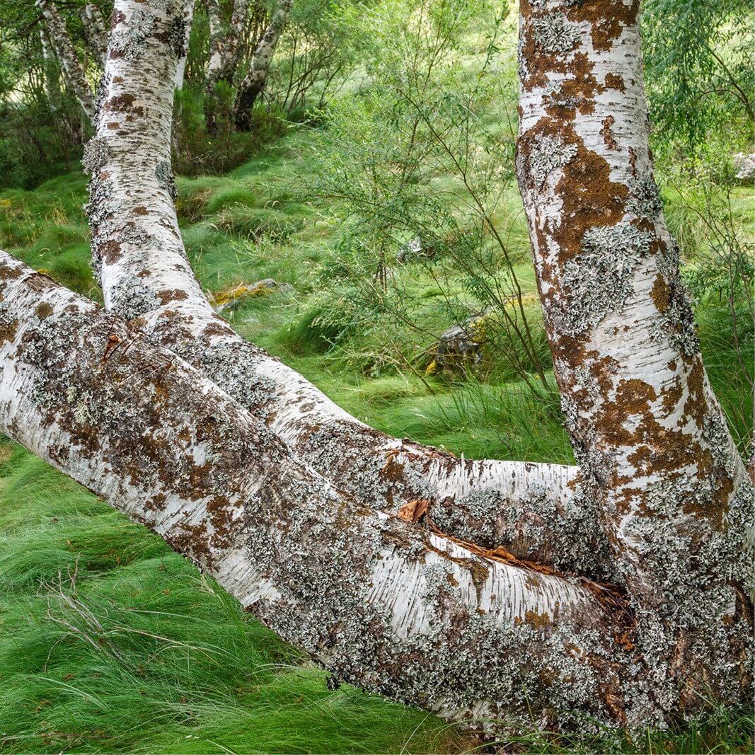 Plantas de Abedul - BETULA PUBESCENS - The Original Garden