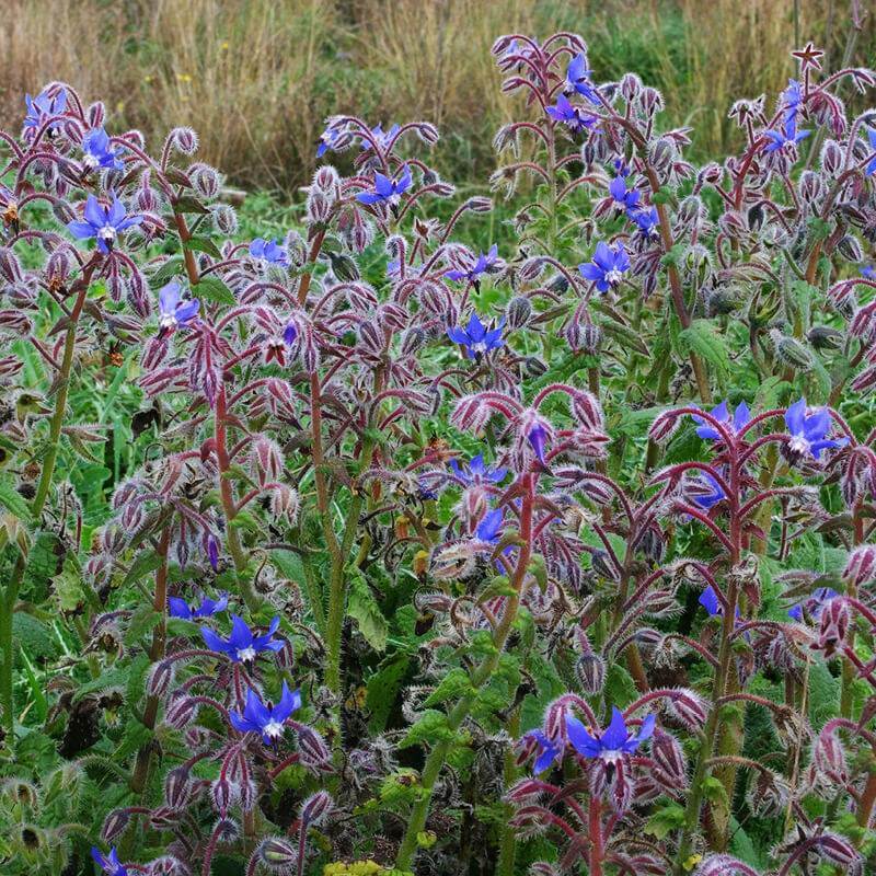 Seeds of Common Borage - BORAGO OFFICINALIS - The Original Garden