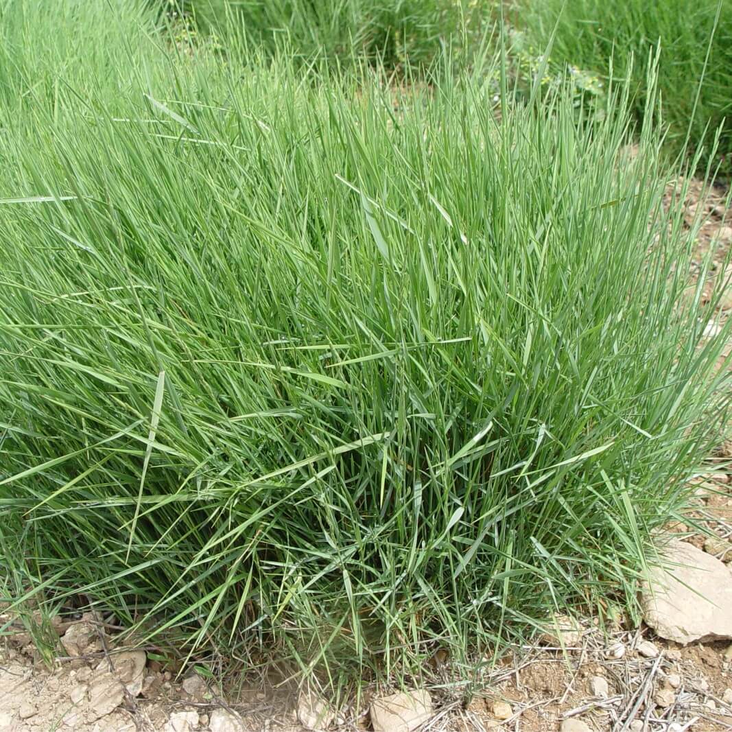 Plantas de Lastón - BRACHYPODIUM RETUSUM - The Original Garden