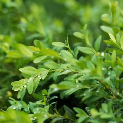 Plantas de Boj - BUXUS SEMPERVIRENS - The Original Garden