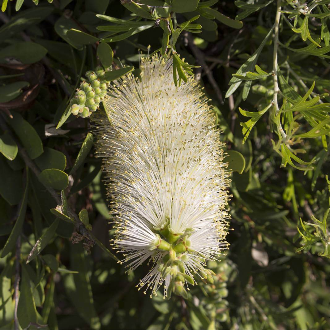 Seeds of CALLISTEMON SALIGNUS - Willow Bottlebrush - T.O.G