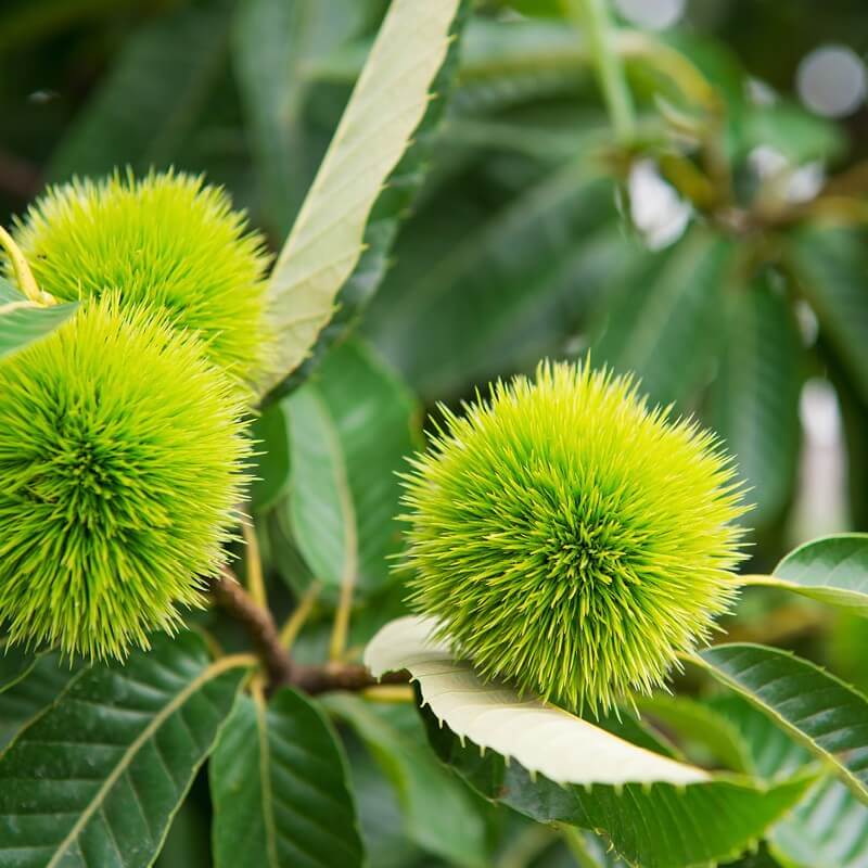 Plants of European Chestnut - CASTANEA SATIVA - The Original Garden