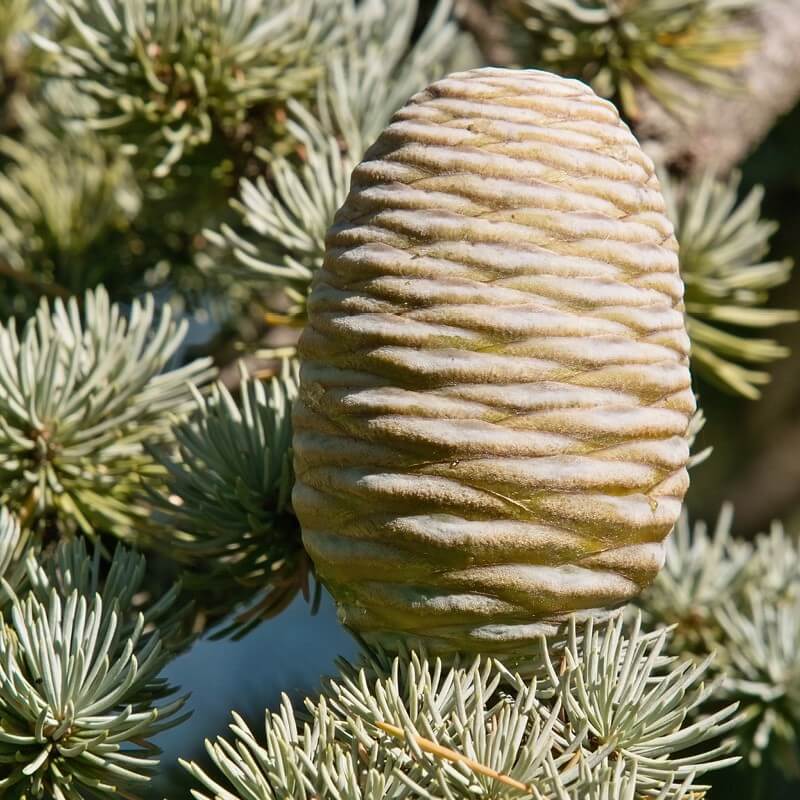 Plantas de Cedro del Atlas - CEDRUS ATLANTICA - The Original Garden