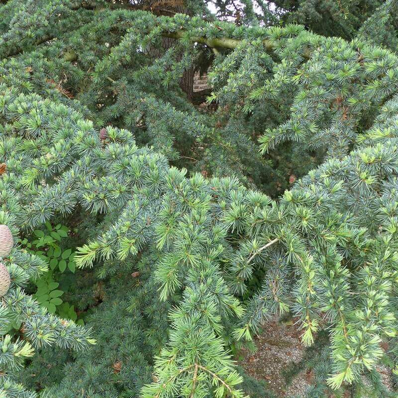 Plantas de Cedro del Líbano - CEDRUS LIBANI - The Original Garden