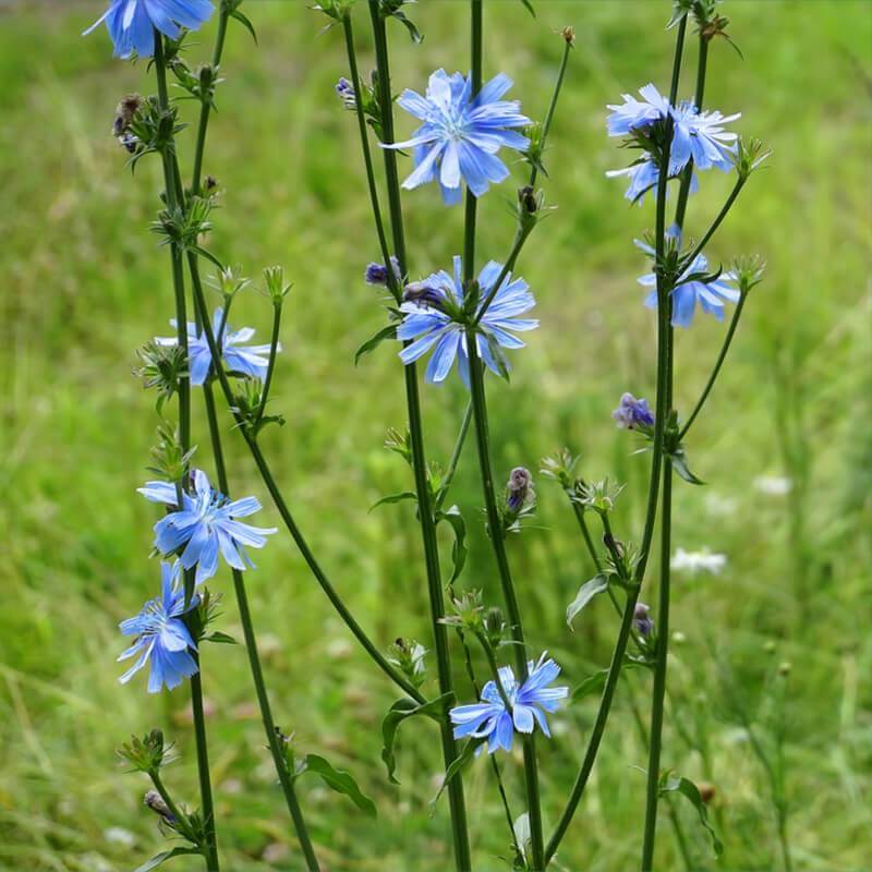 Seeds of Wild Chicory - CICHORIUM INTYBUS - The Original Garden