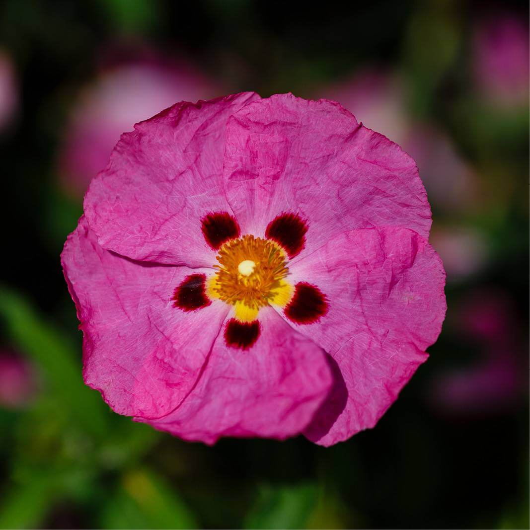 Seeds of CISTUS CRETICUS - Rock Rose - The Original Garden
