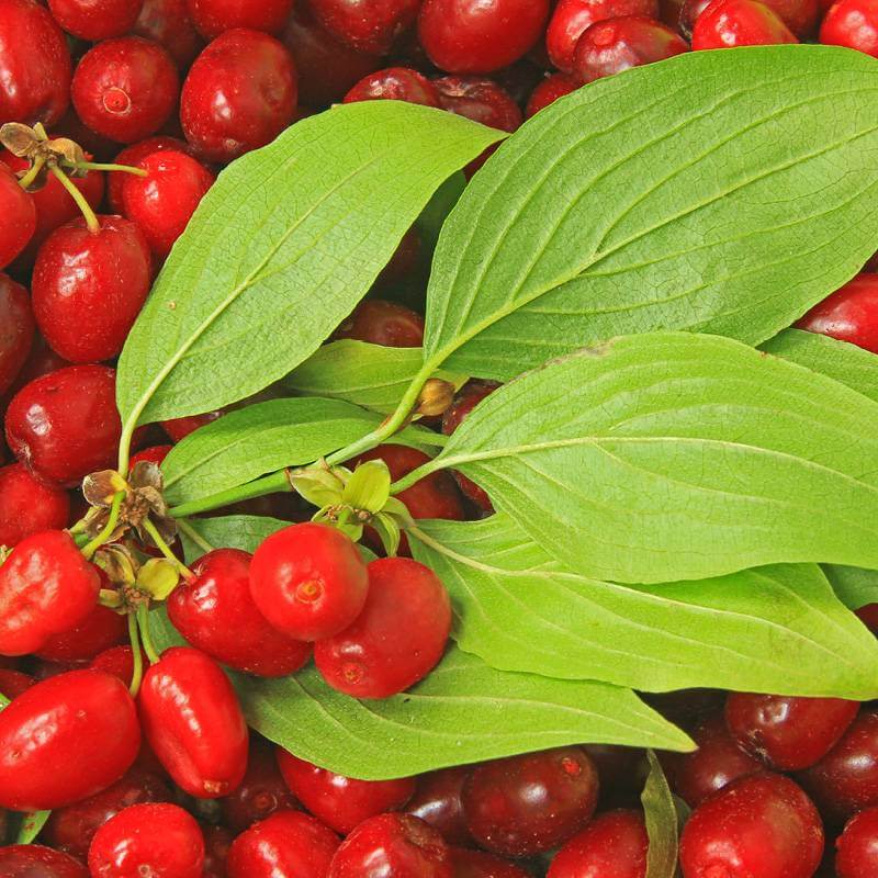 Plantas de Cornejo macho - CORNUS MAS - The Original Garden