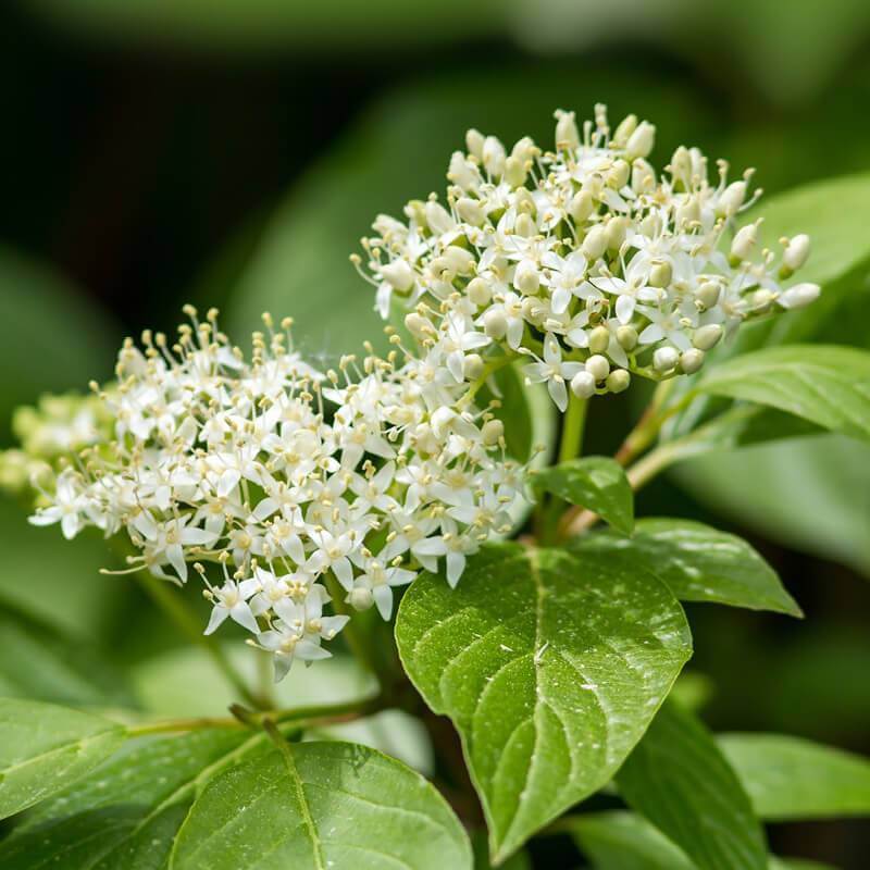 Semillas de Cornejo - CORNUS SANGUINEA - The Original Garden