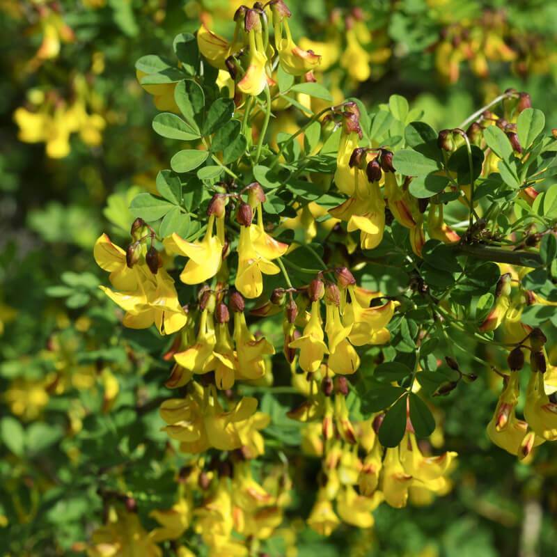 Plants of Scorpion Senna - CORONILLA EMERUS - The Original Garden