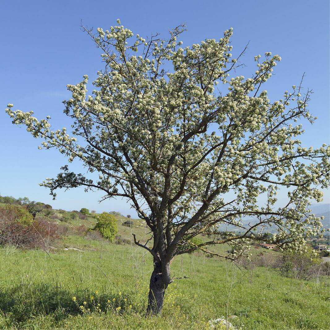 Semillas de Acerolo - CRATAEGUS AZAROLUS - The Original Garden