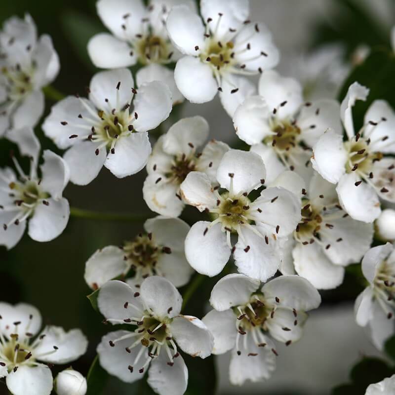 Plantas de Majuelo - CRATAEGUS MONOGYNA - The Original Garden