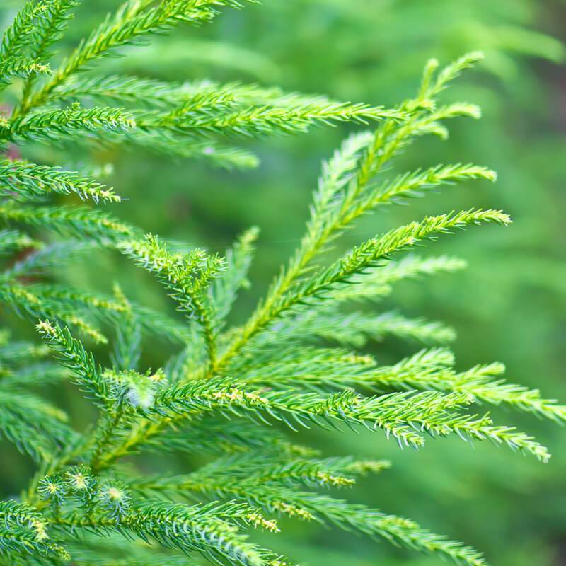 Semillas de Cedro japonés - CRYPTOMERIA JAPONICA - T.O.G
