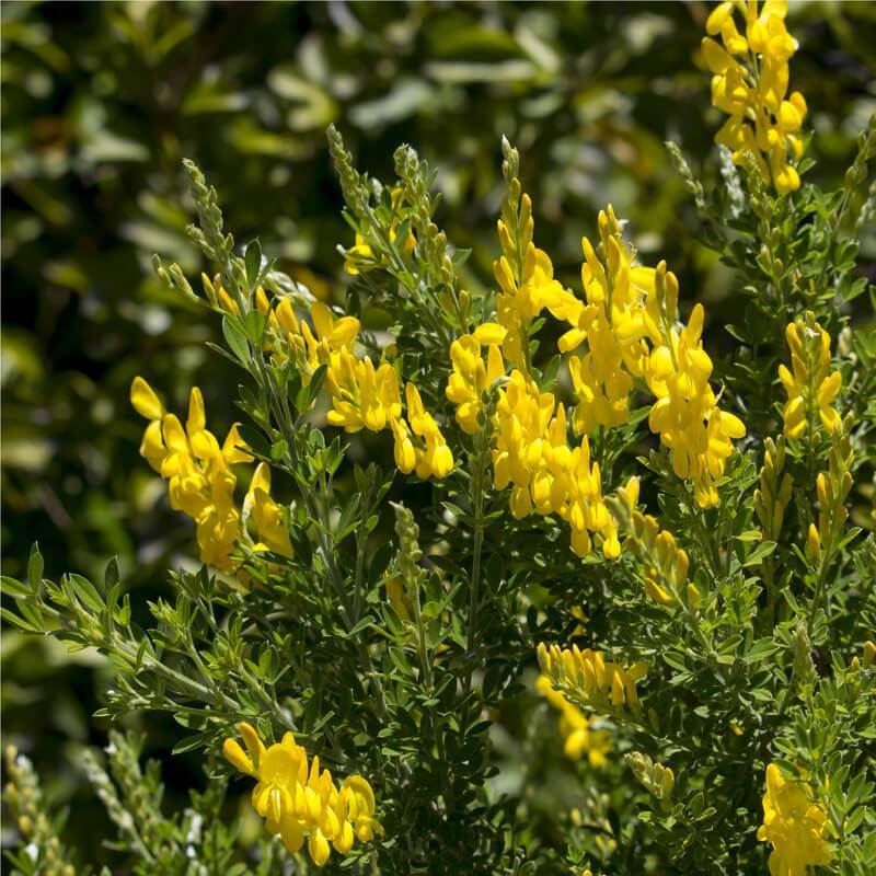 Semillas de Escoba, Retama negra - CYTISUS SCOPARIUS - T.O.G