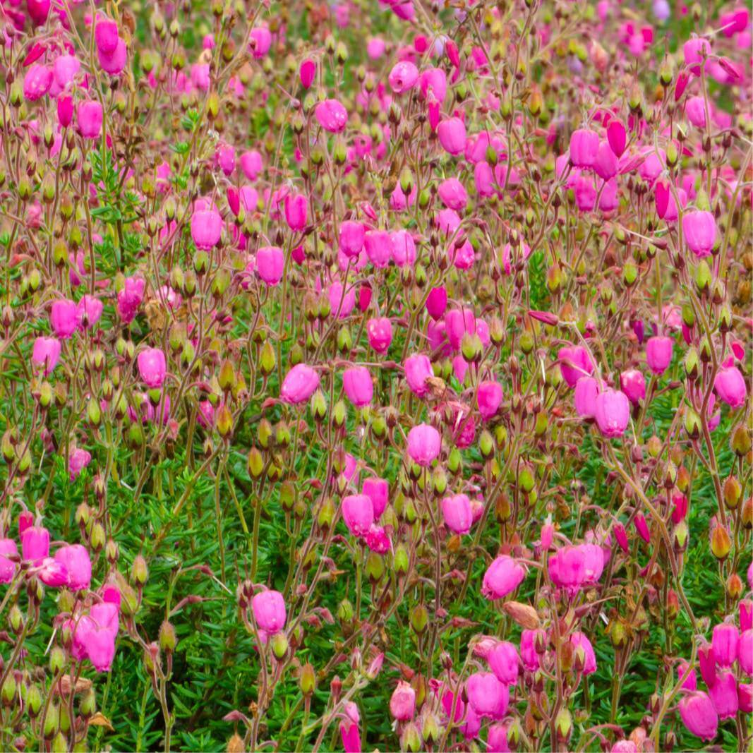 Seeds of Irish Heath - DABOECIA CANTABRICA - The Original Garden