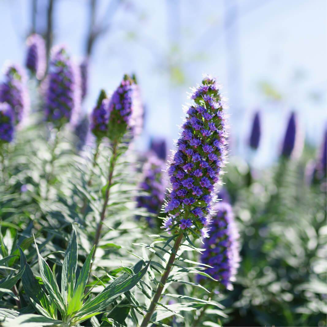Plants of Pride of Madeira - ECHIUM CANDICANS - The Original Garden