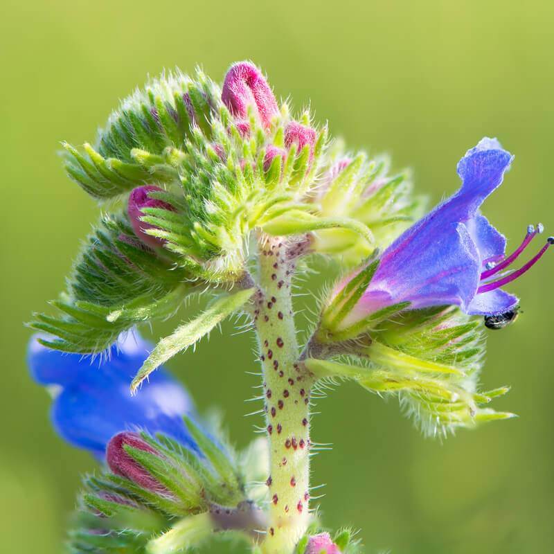Semillas de Viperina - ECHIUM VULGARE - The Original Garden