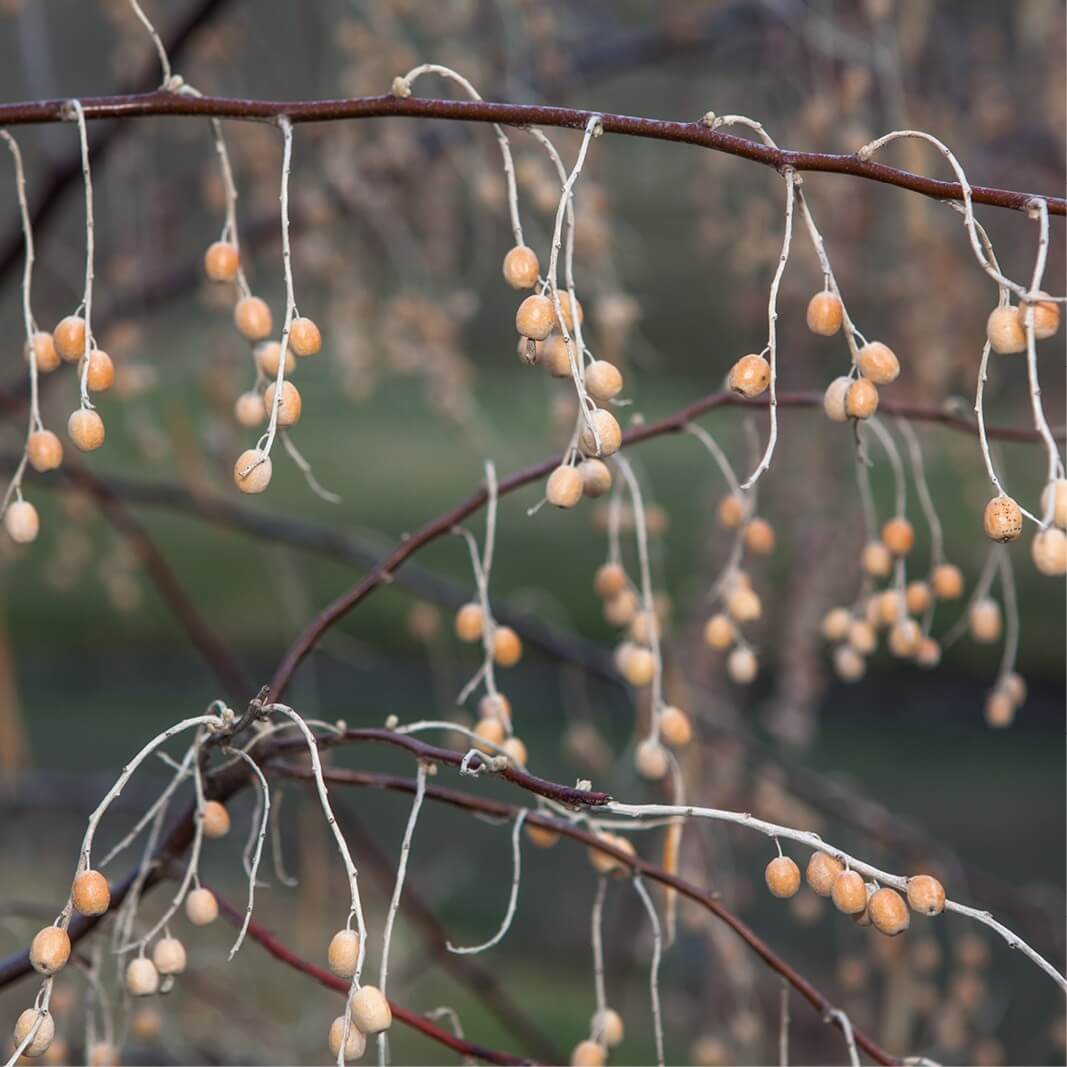 Seeds of ELAEAGNUS ANGUSTIFOLIA - Russian Olive - T.O.G