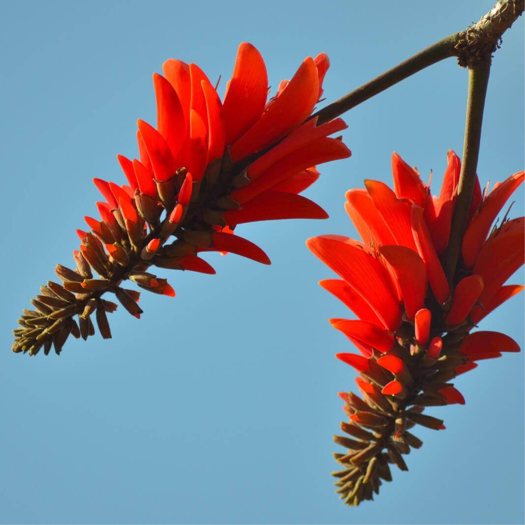 Seeds of ERYTHRINA CAFFRA - Coastal Coral Tree - T.O.G