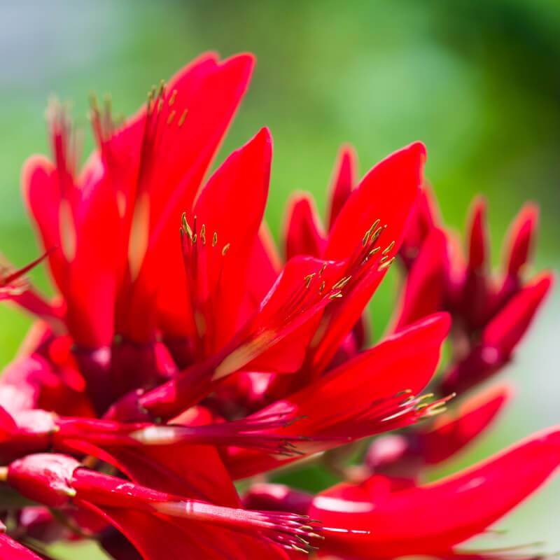 Seeds of Coral Bean Tree - ERYTHRINA CORALLODENDRON - T.O.G