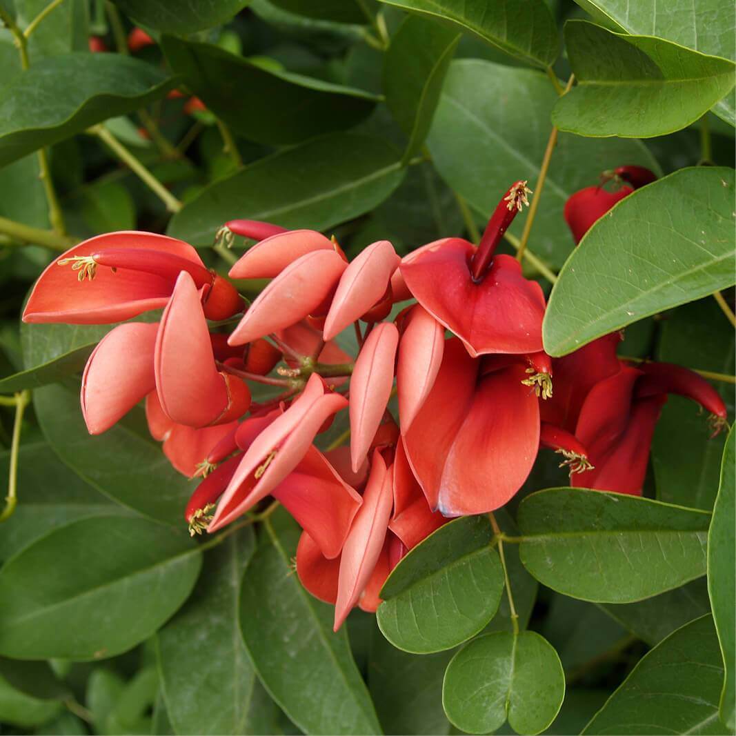 Semillas de Árbol de chocho - ERYTHRINA CORALLODENDRON - T.O.G