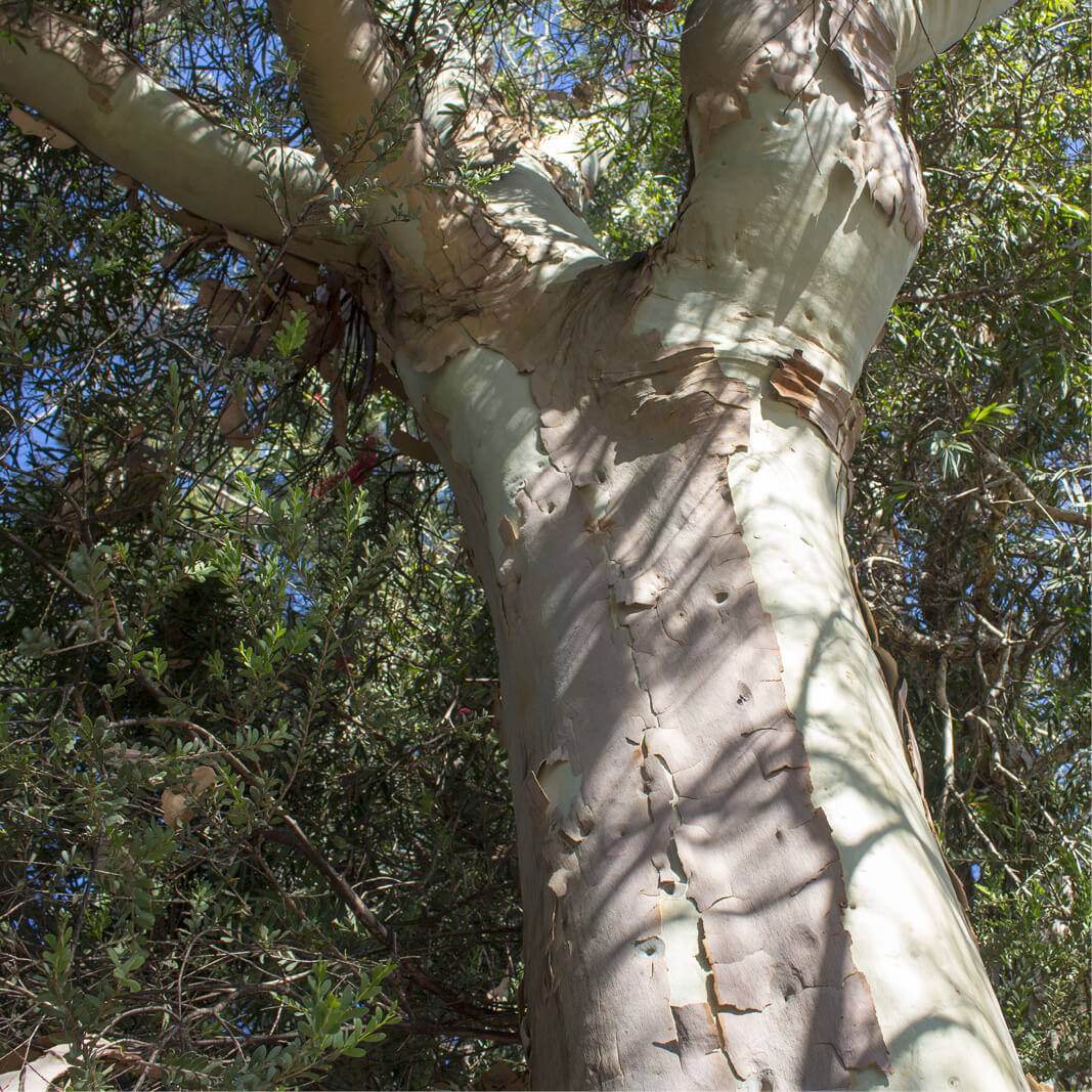 Seeds of Lemon Scented Gum - CORYMBIA CITRIODORA - T.O.G