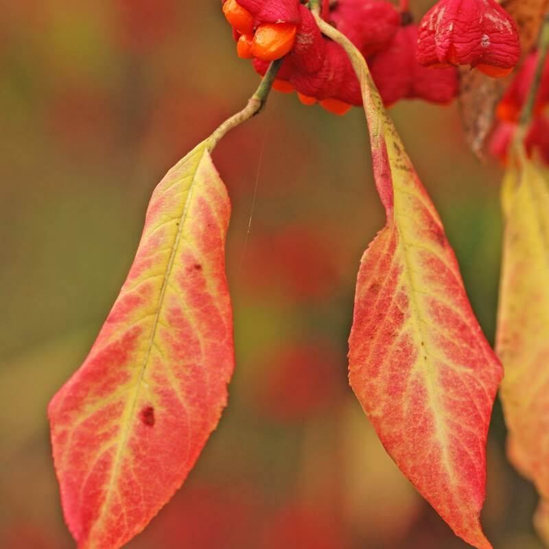 Semillas de Bonetero - EUONYMUS EUROPAEUS - The Original Garden