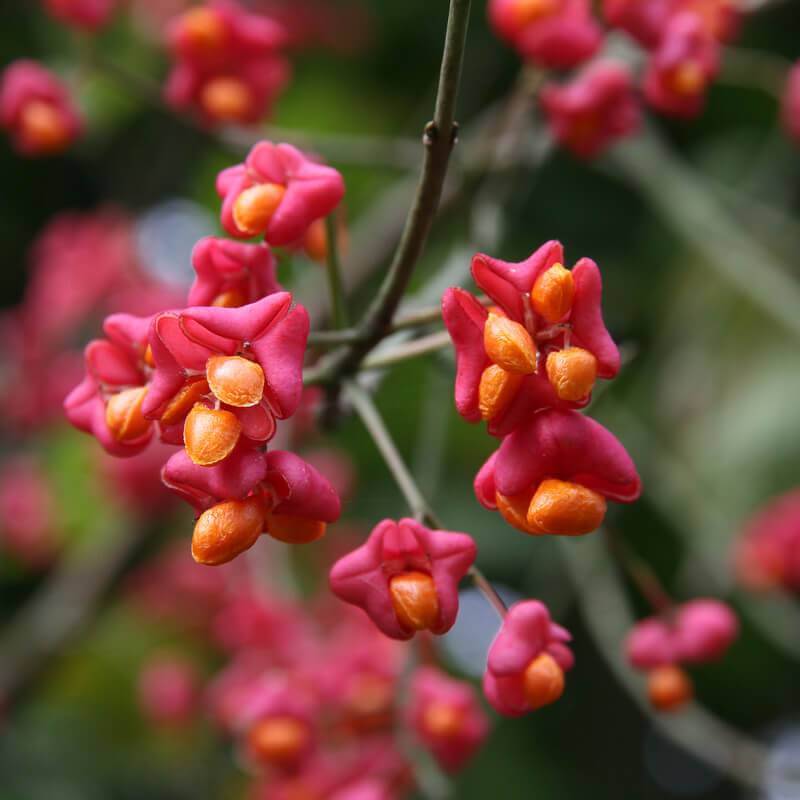 Semillas de Bonetero - EUONYMUS EUROPAEUS - The Original Garden