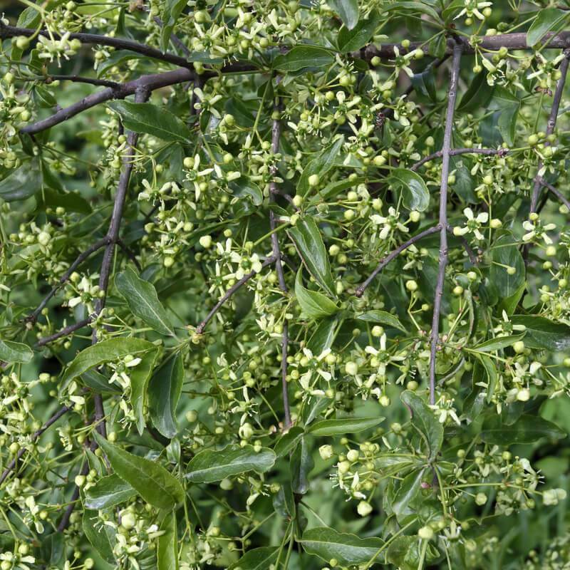 Plantas de Bonetero - EUONYMUS EUROPAEUS - The Original Garden