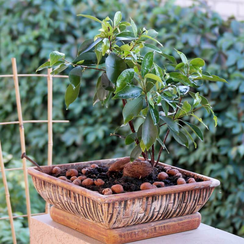 Ficus Benjamina Fruit