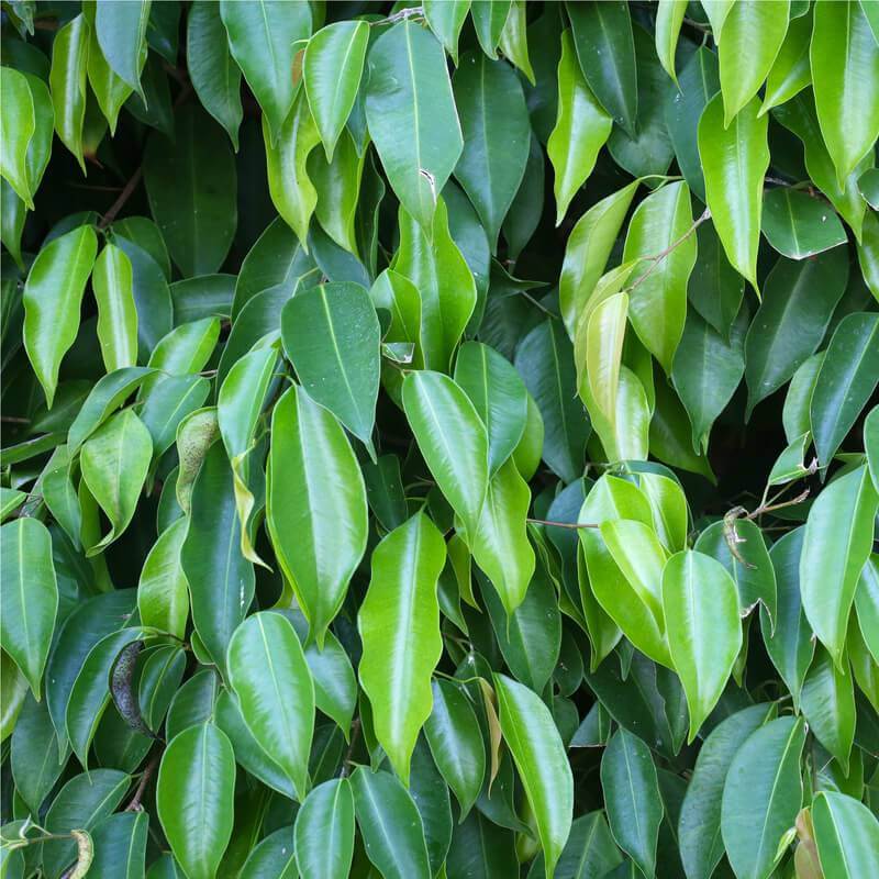 Seeds of Weeping Fig - FICUS BENJAMINA - The Original Garden