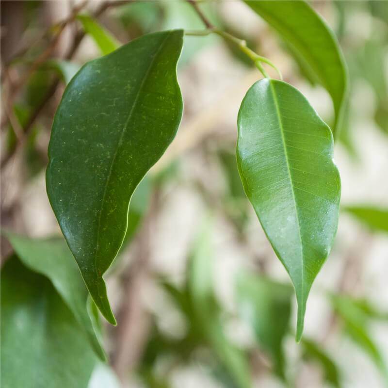 Semillas de Matapalo - FICUS BENJAMINA - The Original Garden